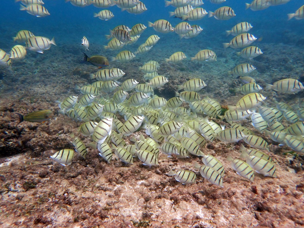 Schools of Fish at Gun Beach – JD's Blog